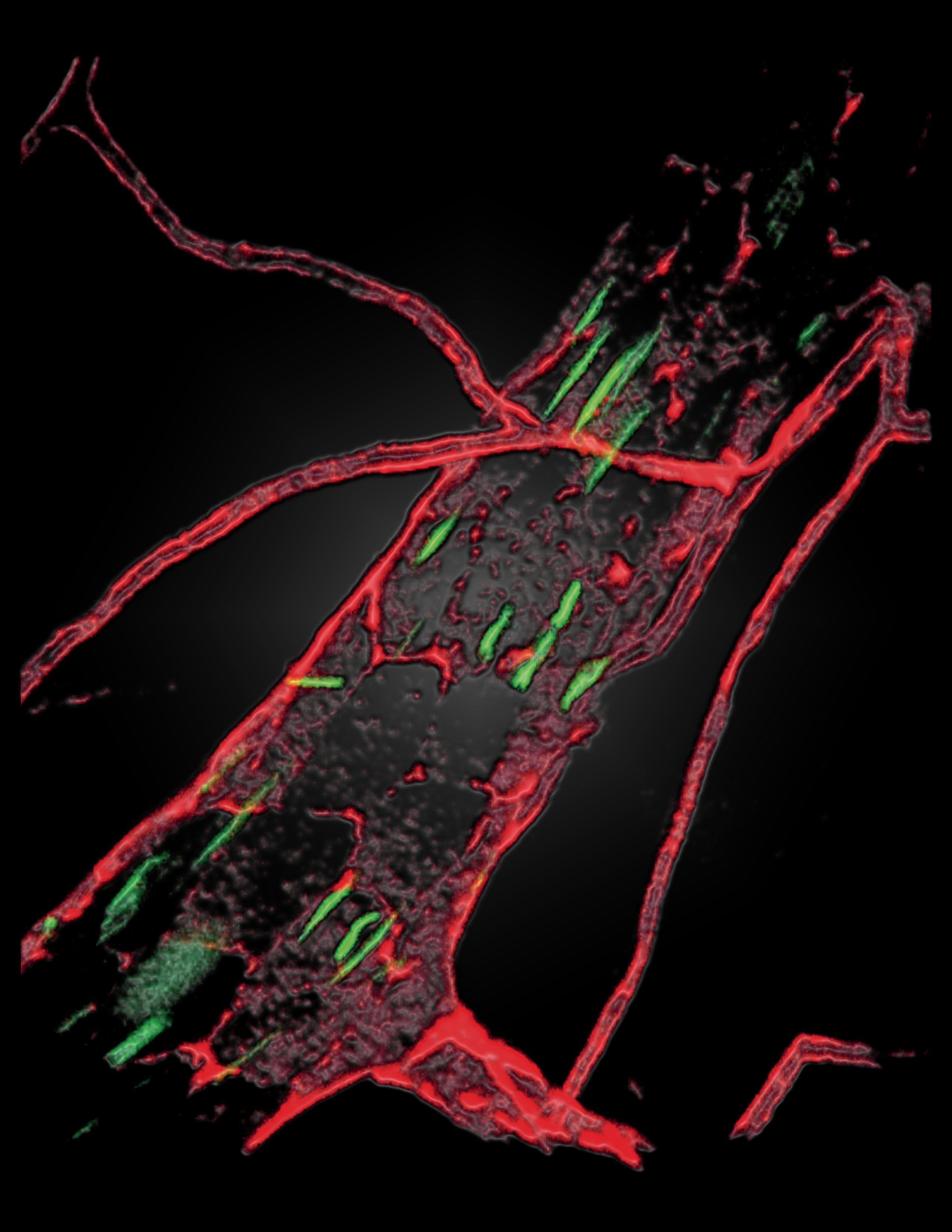 Moriarty Lab: infectious diseases lab at the University of Toronto